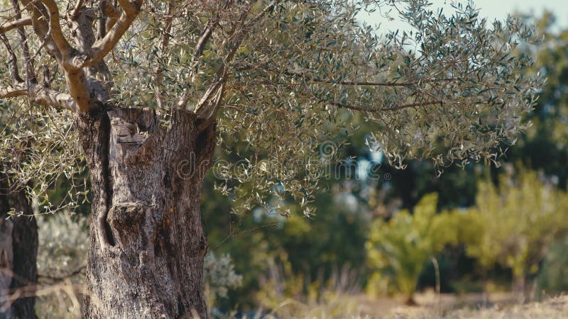 Trunk of a Centuries Old Olive Tree Stock Footage - Video of green ...