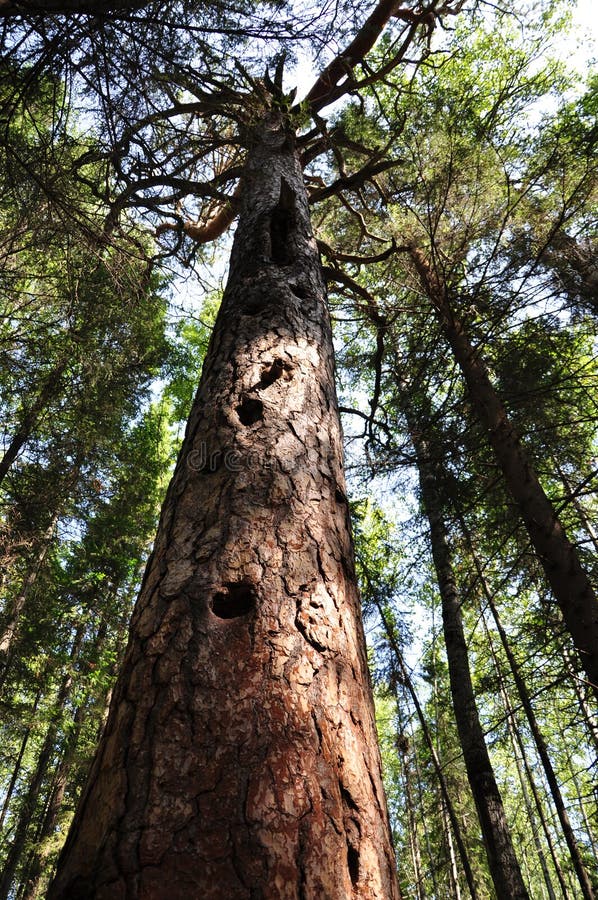The Trunk of a Century-old Tree. Stock Image - Image of tall, forest ...