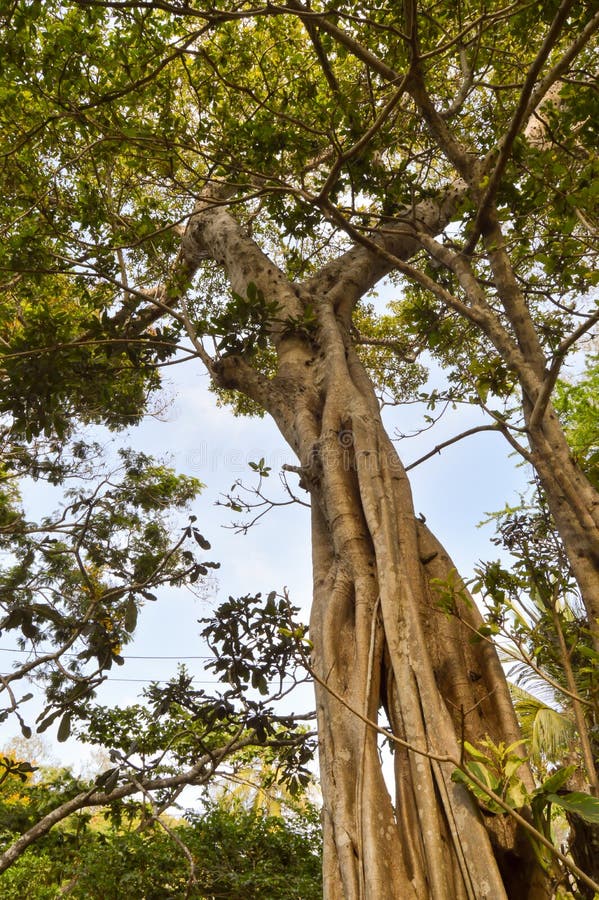 Vintage Wood Choke Texture Background Stock Photos - Free & Royalty ...