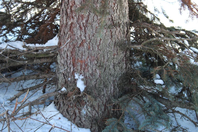 The Trunk of the Christmas Tree and Fallen Branches Stock Image - Image ...
