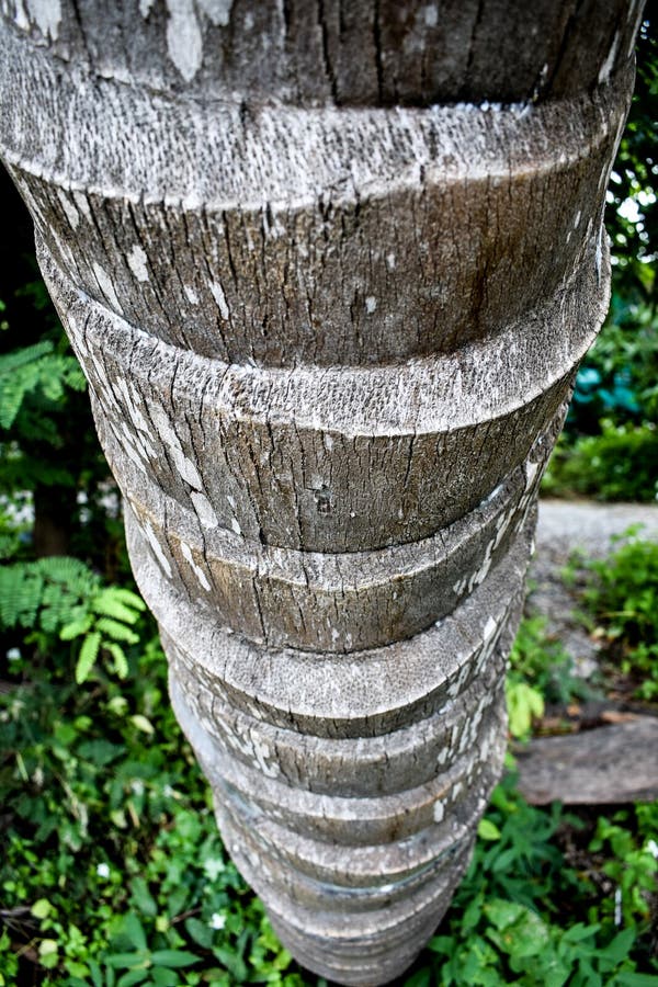 Old coconut trunk and raft stock photo. Image of relaxation - 17846704