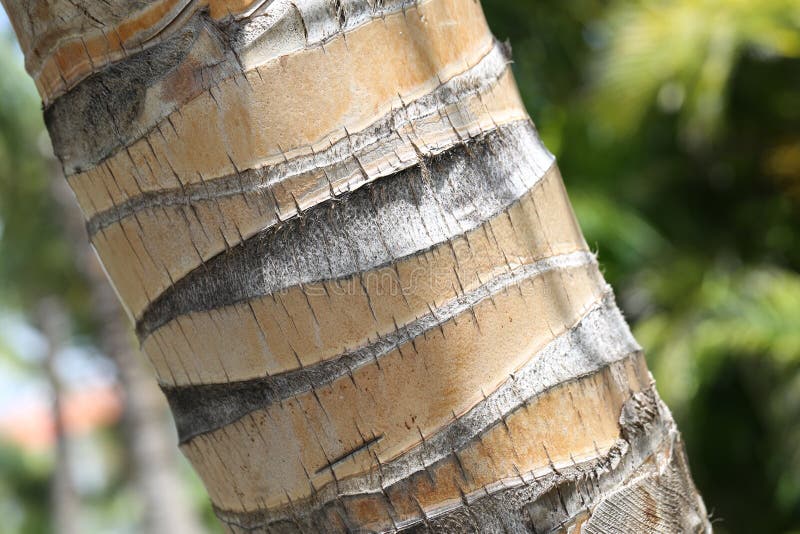 Trunk of coconut tree stock image. Image of pattern - 121321615