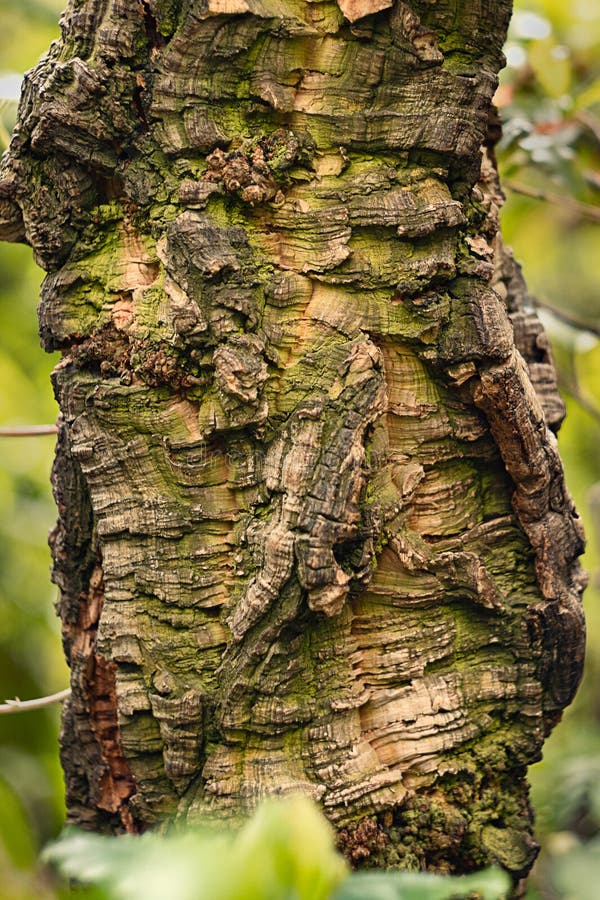 Trunk of a Cork Tree Close-up. Quercus Suber L. Stock Photo - Image of ...