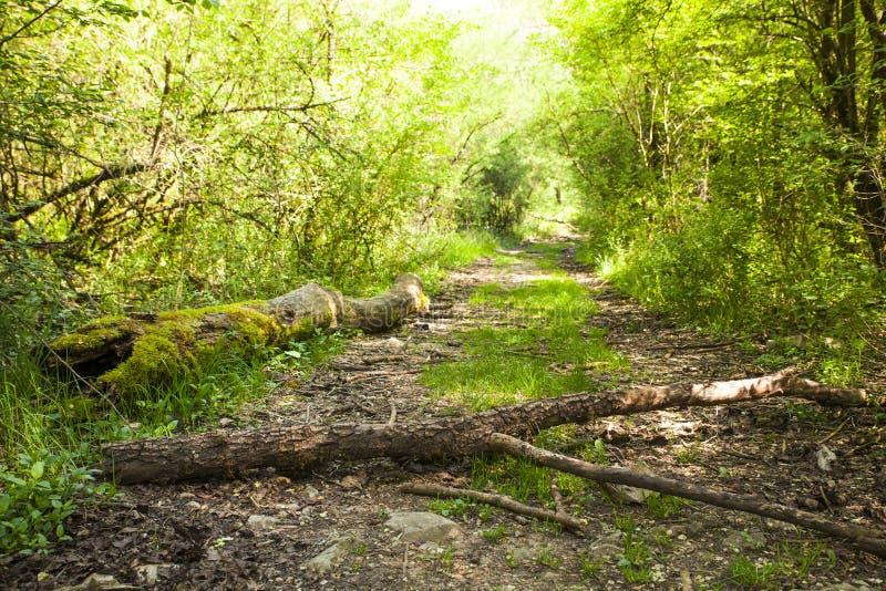 Trunk on the Countryside Road Stock Photo - Image of italy, doberdasup2 ...