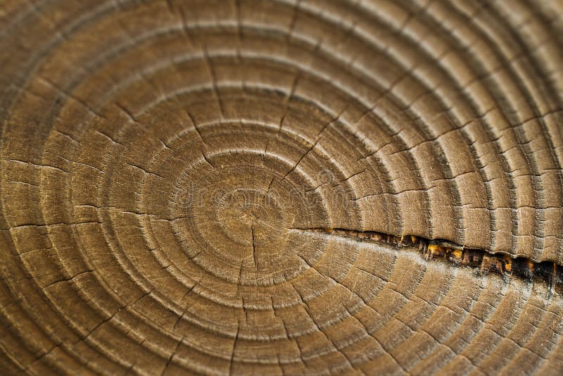 238 Transverse Section Tree Trunk Stock Photos - Free & Royalty-Free ...