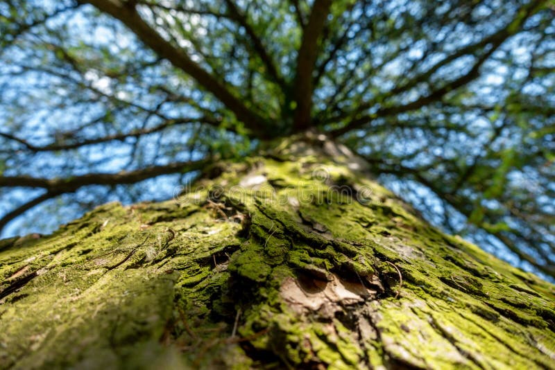 Trunk and Crown of Large Tree or Upper Branches of Tree Stock Image ...