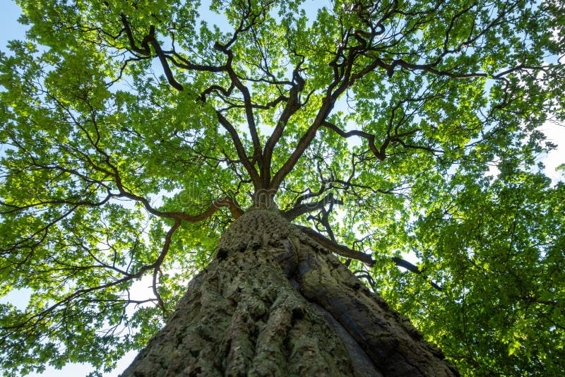Trunk and Crown of Large Tree or Upper Branches of Tree Stock Image ...