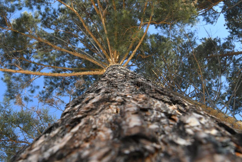 Trunk and Crown of a Pine Tree Stock Image - Image of crown, beauty ...