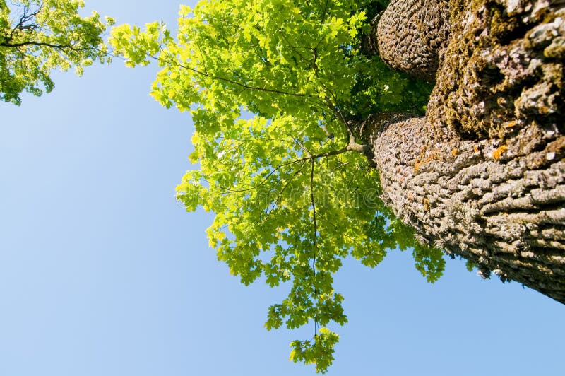 Trunk and crown stock photo. Image of landscape, outdoor - 30365340