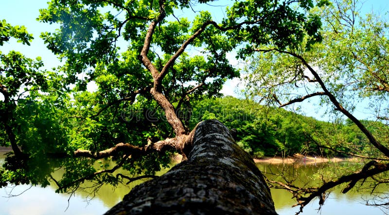 Tree Growing Horizontally Above Lake Stock Photos - Free & Royalty-Free ...