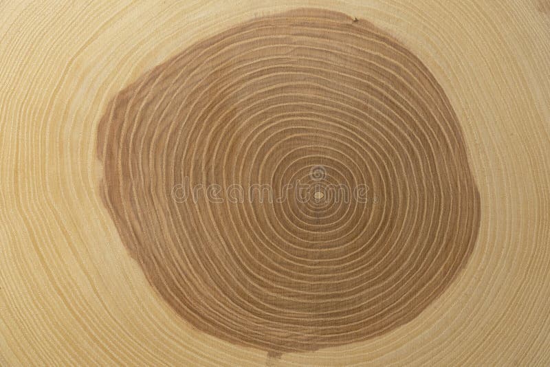 A Trunk-cut of an Ash Tree. Wood Texture. Tree Growth Rings Stock Photo ...