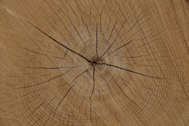Trunk Cut with Cracks and Annual Circles Stock Image - Image of slice ...