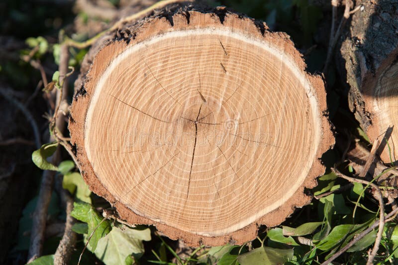 Trunk cut stock image. Image of environment, circular - 60634093