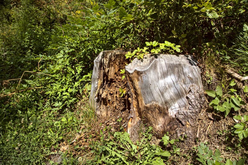 Trunk of a Cut Down Tree Next To a Path Stock Photo - Image of leaf ...