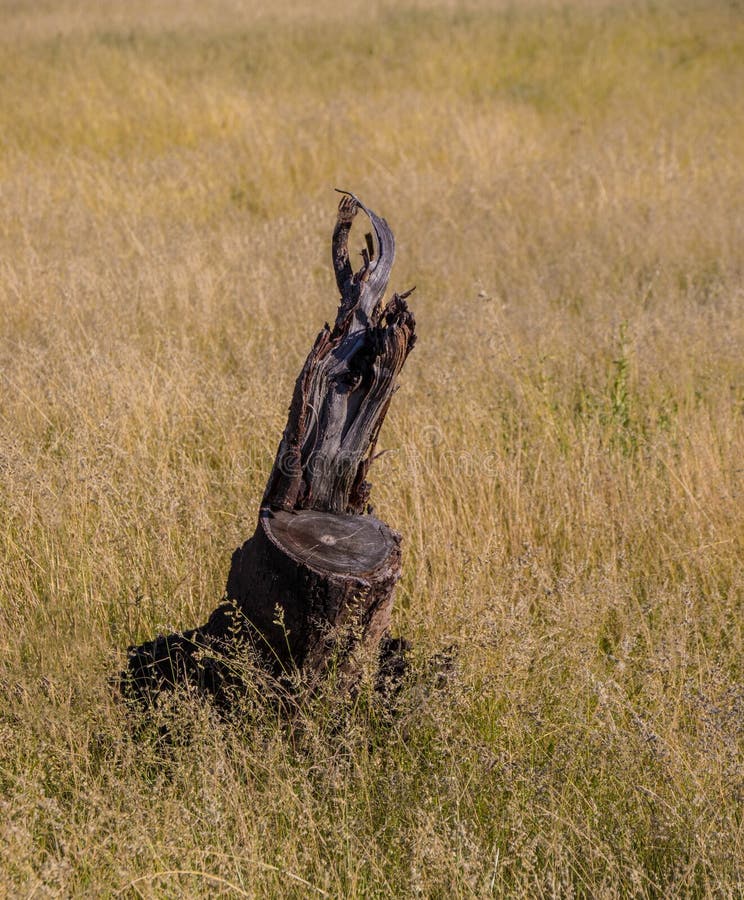 Tree Trunk in a Grass Field Stock Photo - Image of destruction, flora ...