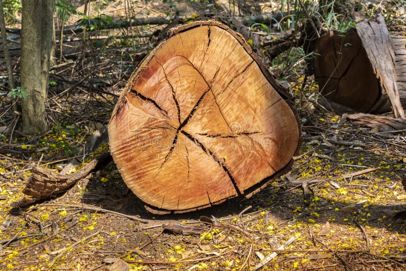 Trunk Cut in Forest in Brazil, on Ground with Yellow Flowers Stock ...