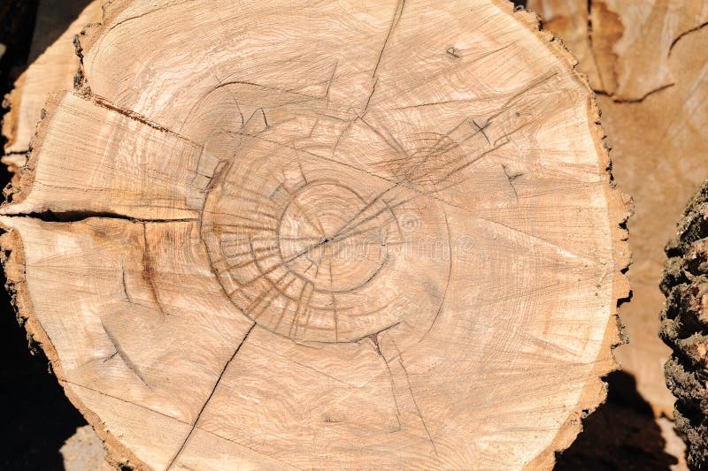 The Trunk is Cut from a Large Tree. the Tree Structure is Clearly ...