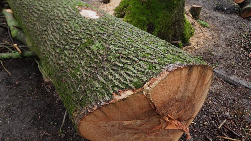 Trunk of the Cut Old Thick Ash Tree, End View Stock Video - Video of ...
