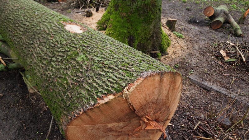 Trunk of the Cut Old Thick Ash Tree, End View Stock Video - Video of ...