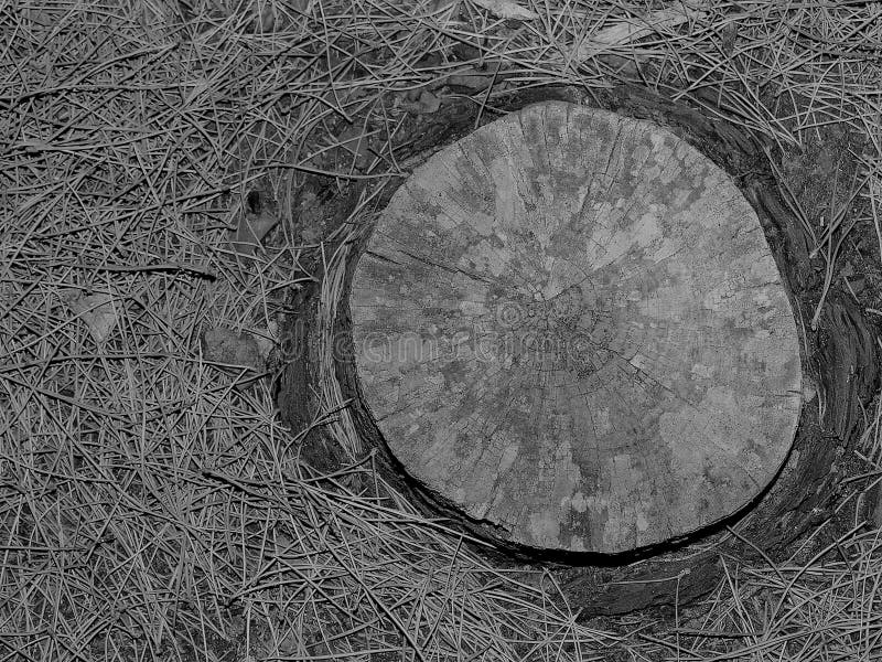 Trunk of a cut old tree stock photo. Image of moisture - 128054354