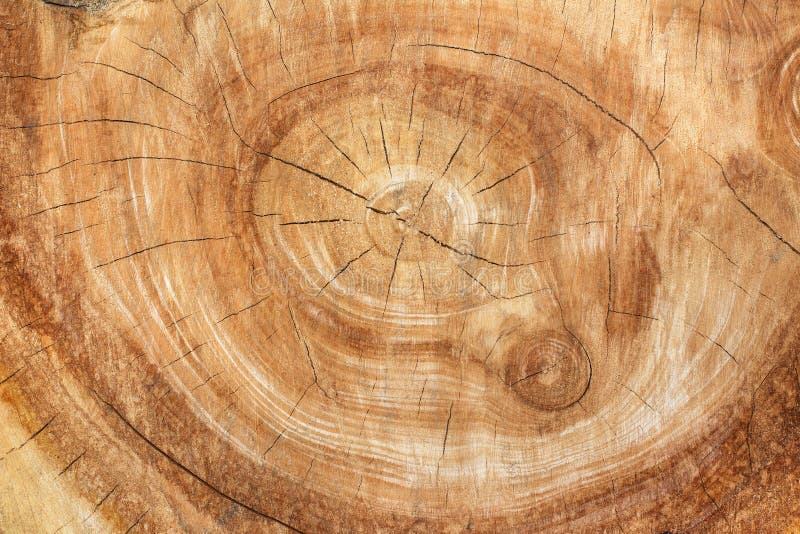 Trunk cut surface stock photo. Image of natural, stem - 95500892