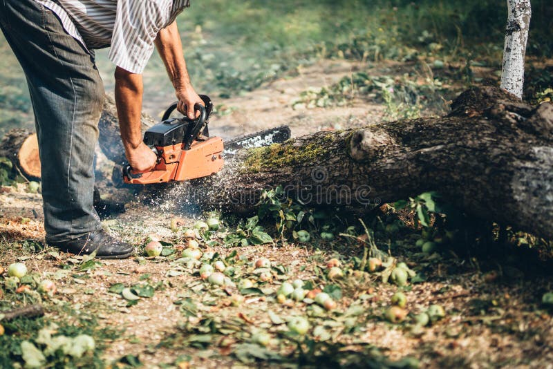 Trunk Cutter, Wood and Timber Slicing. Forester Cutting Logs Stock ...