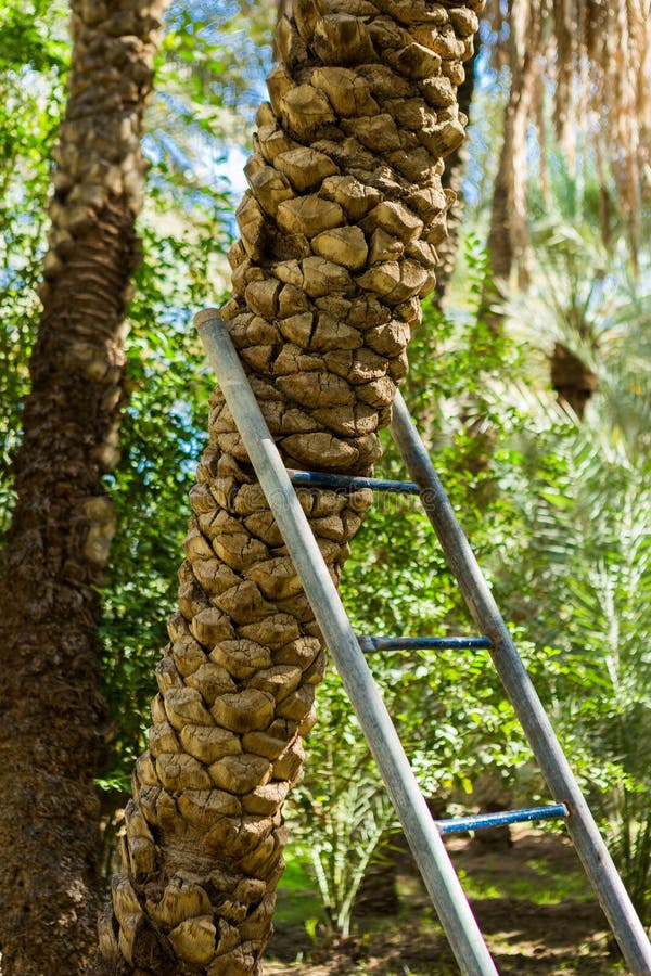 Palm Ladder stock photo. Image of frond, tropical, invokes - 60941842