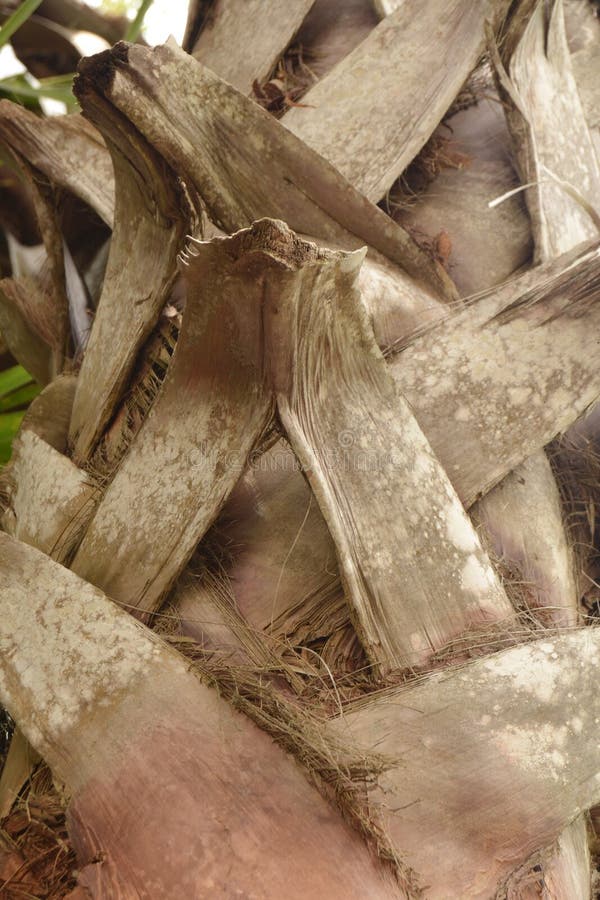 Trunk of a date palm tree stock image. Image of stalk - 55489211