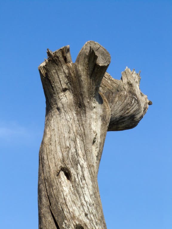 Trunk of a Dead Tree Against Blue Sky Stock Photo - Image of blue, dead ...