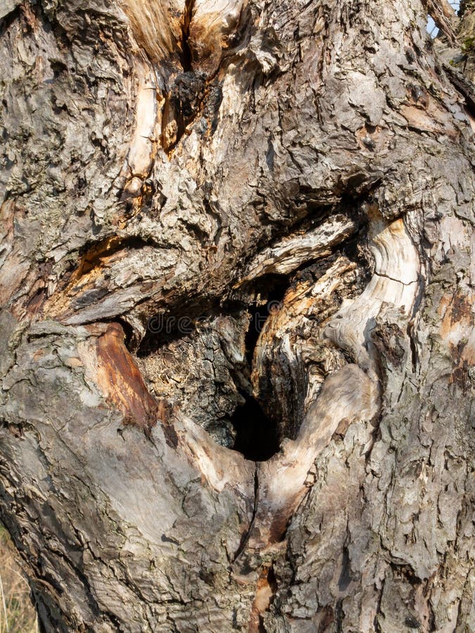 The Trunk of the Dead Tree with Bark. Abstract Texture. Stock Image ...