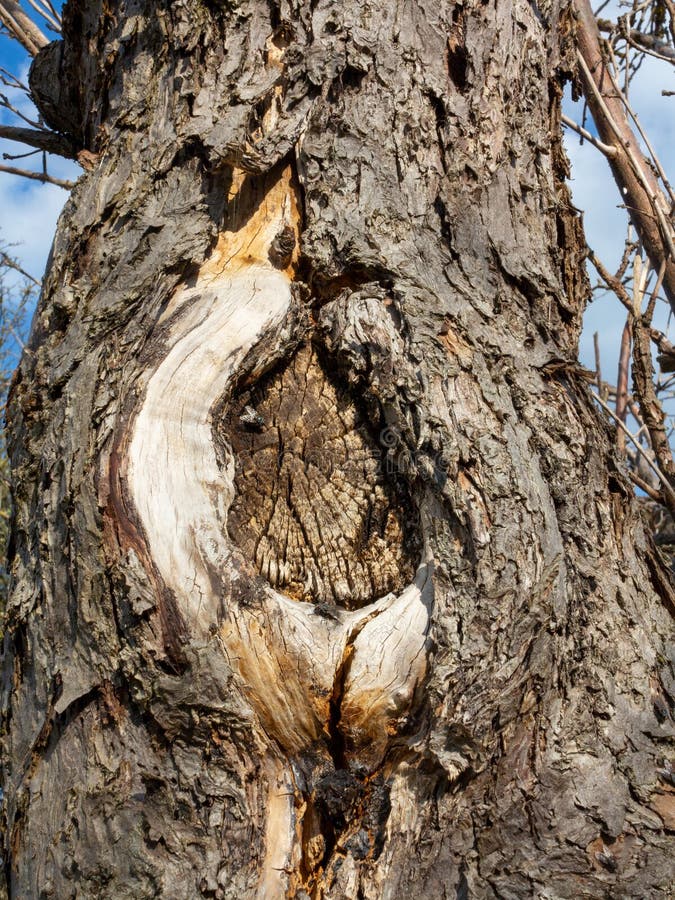 The Trunk of the Dead Tree with Bark. Abstract Background. Stock Photo ...