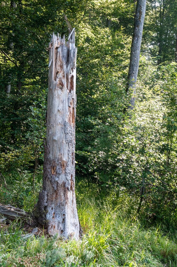 Trunk of a Dead Tree with Gray Bark Stock Image - Image of landscape ...