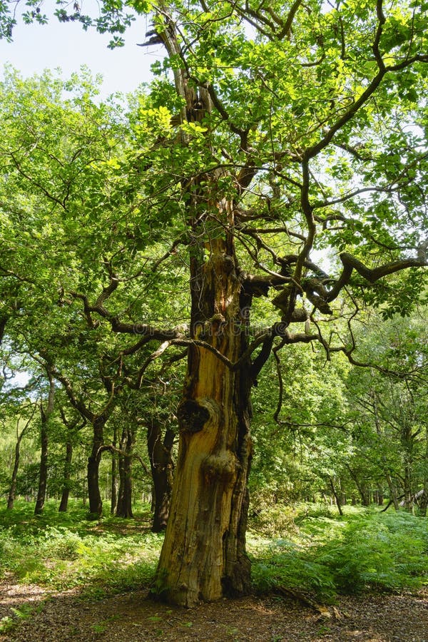 The Trunk of a Decaying Oak Tree Standing in Sherwood Forest Stock ...