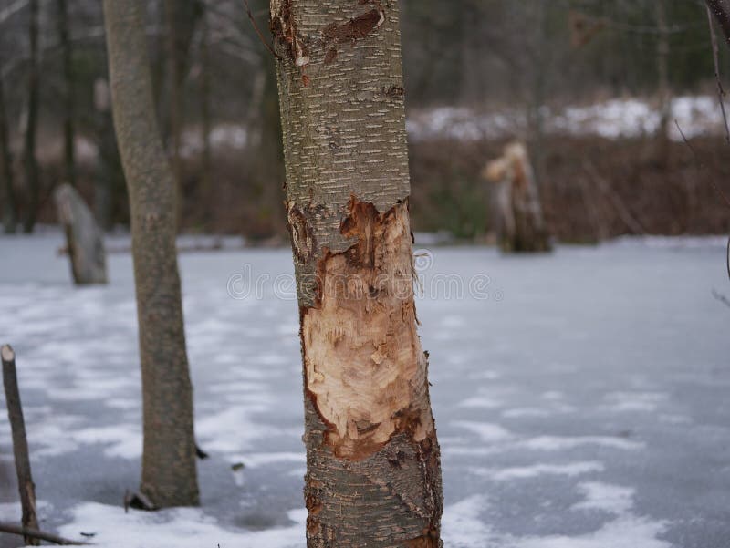 The Trunk of a Deciduous Tree with the Bark Eaten Away and the Marks of ...