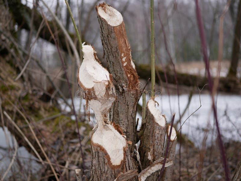 The Trunk of a Deciduous Tree with the Bark Eaten Away and the Marks of ...