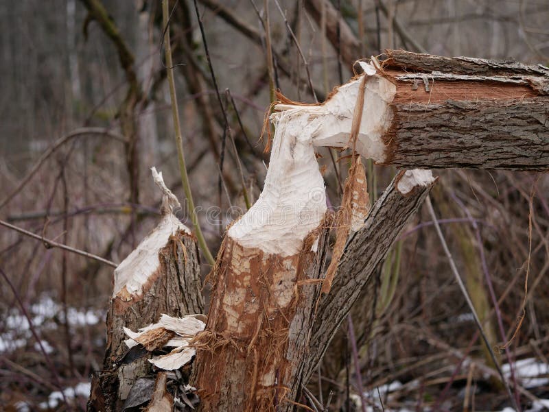 The Trunk of a Deciduous Tree with the Bark Eaten Away and the Marks of ...
