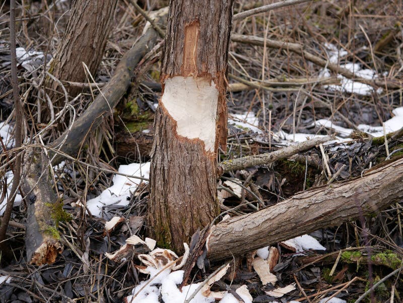 The Trunk of a Deciduous Tree with the Bark Eaten Away and the Marks of ...