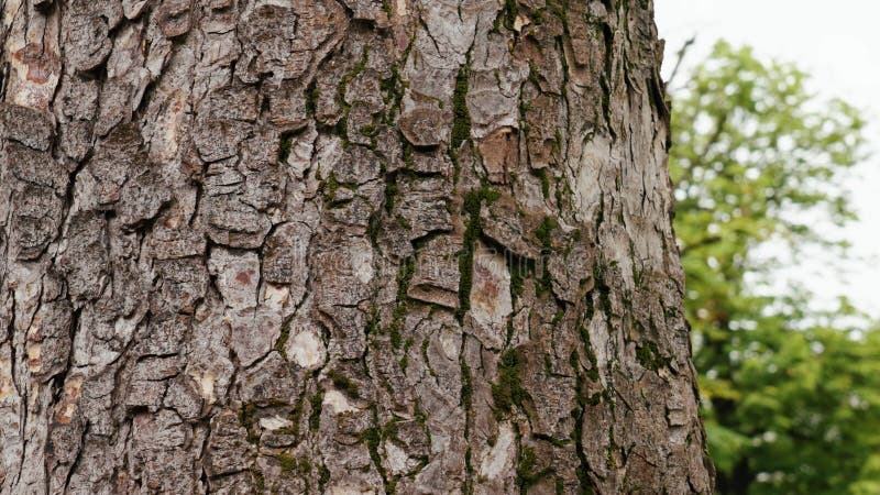 Trunk of a Deciduous Tree in a Wild Forest Closeup with Weathered ...