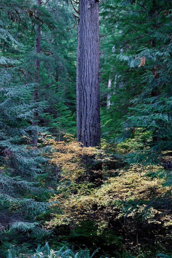 Trunk of Douglas Fir stock photo. Image of forest, north - 12671870