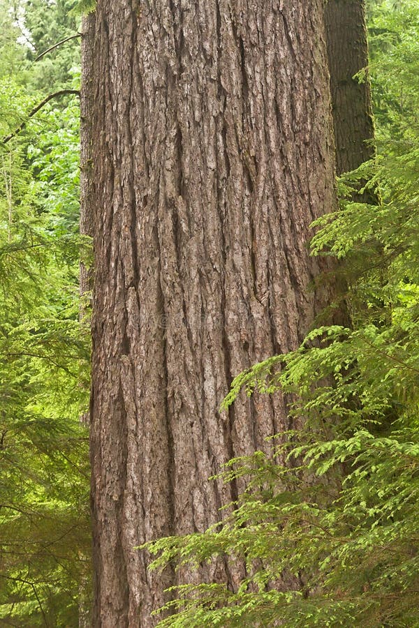 Trunk of a Douglas Fir stock photo. Image of spruce, vancouver - 27340928