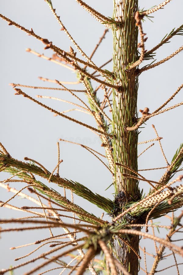 Trunk of a Dry Christmas Tree Stock Photo - Image of dead, lonely ...