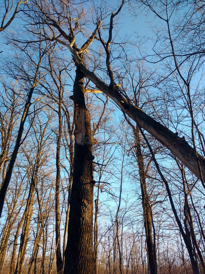 255 Bent Oak Tree Stock Photos - Free & Royalty-Free Stock Photos from ...