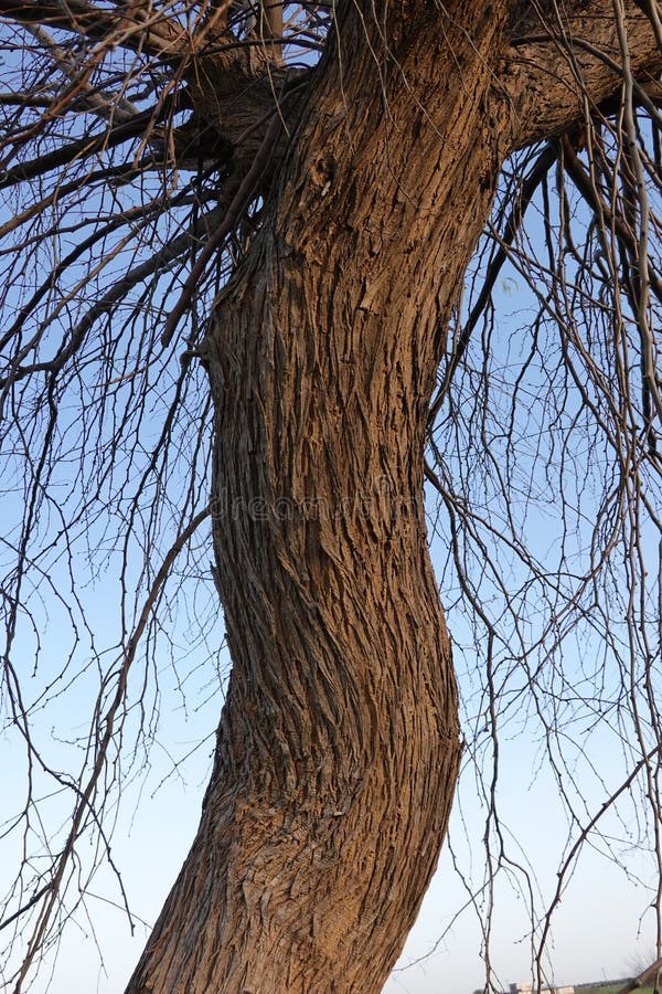 Trunk of a dry tree stock image. Image of winter, sunlight - 183019879