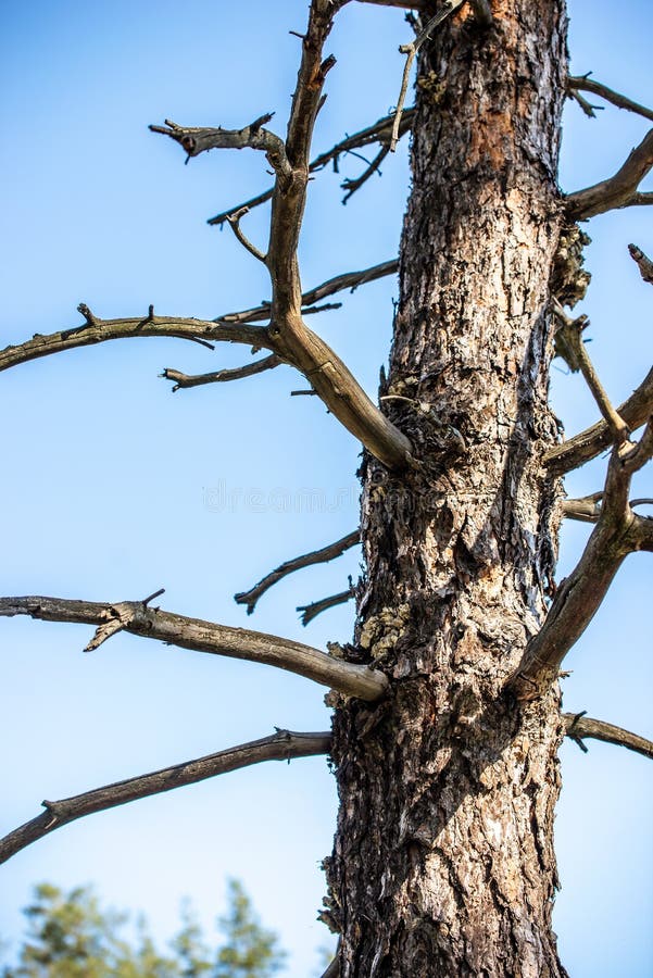 The Trunk of a Dry Tree. Drought. Save the Forest Stock Image - Image ...