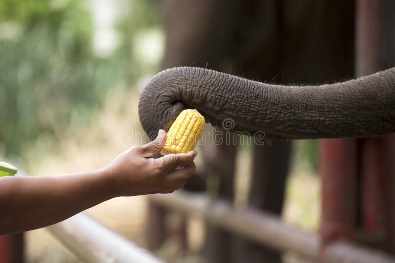 Trunk of Elephant Strap the Corn Stock Photo - Image of national ...