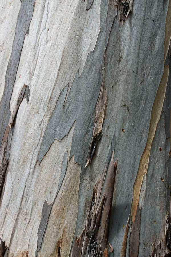 Stripes of Blue, Silver, Grey and Yellow Colors in Eucalyptus Bark ...