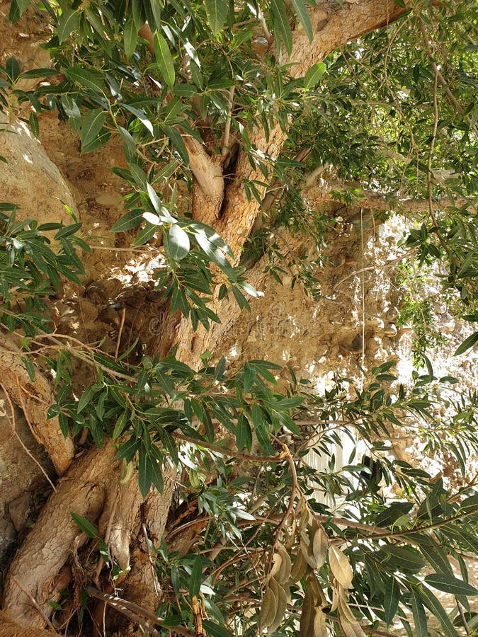 The Trunk of the Eucalyptus Tree Stock Photo - Image of jungle ...