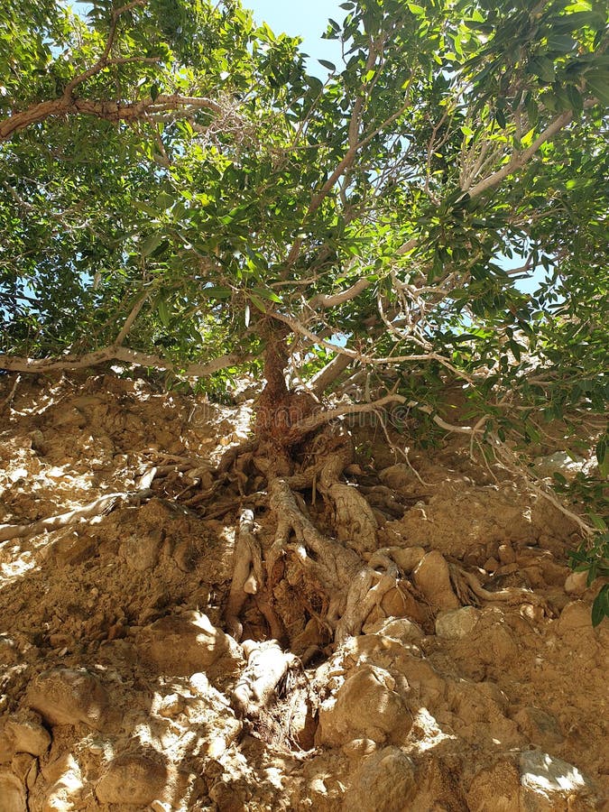 The Trunk of the Eucalyptus Tree Stock Image - Image of wildlife, plant ...