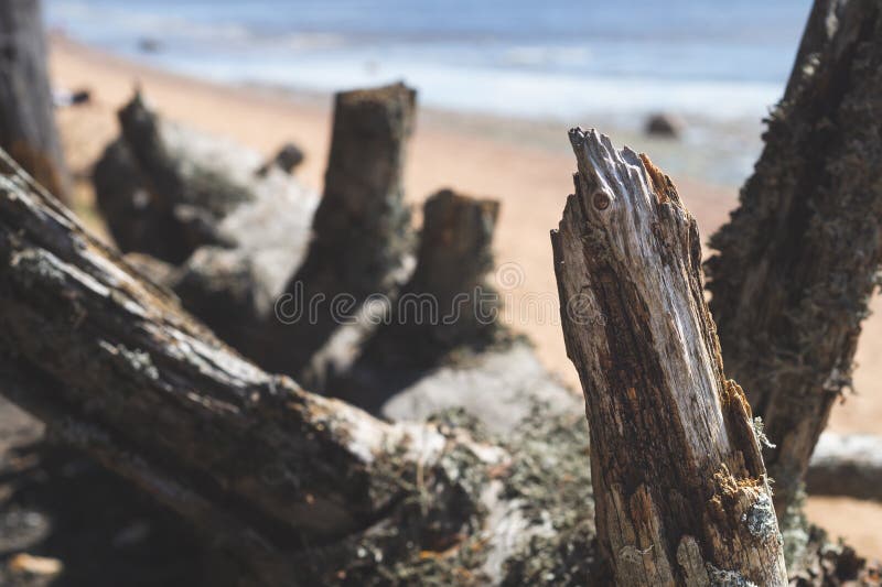 Trunk of a Fallen Dry Tree. Pine Log Stock Photo - Image of daytime ...