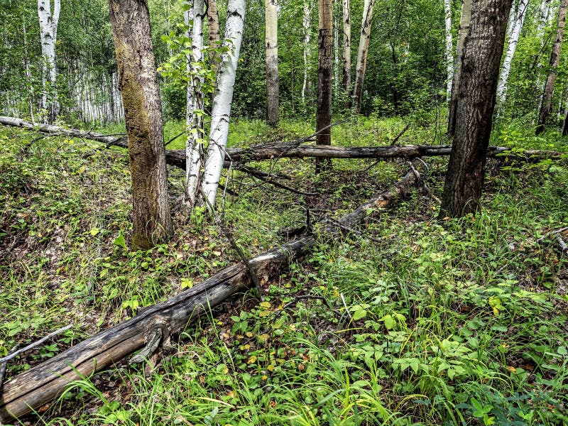 The Trunk of a Fallen Old Ruined Tree in the Forest among the Green ...